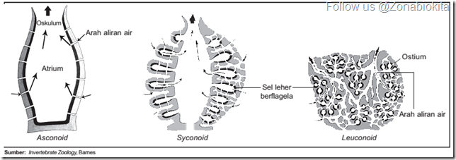 Klasifikasi Hewan Porifera Berdasarkan tipe saluran Air